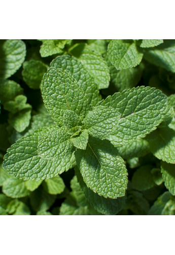 Les Aromates Bio | Pronatura